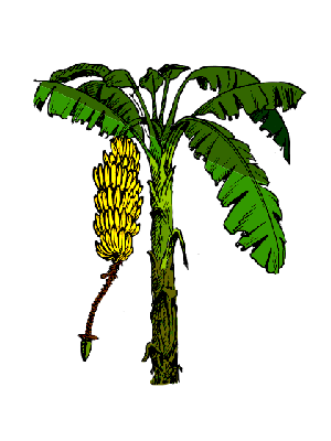 Banana Tree - WIKI - Idle Pixel